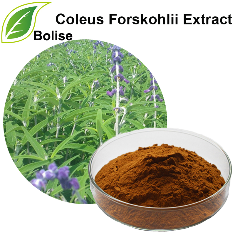 Coleus Forskohlii Extract Suppliers,Manufacturers from Bolise