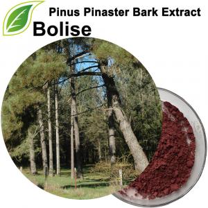 Fornecedores de extrato de casca de Pinus Pinaster, fabricantes de Bolise